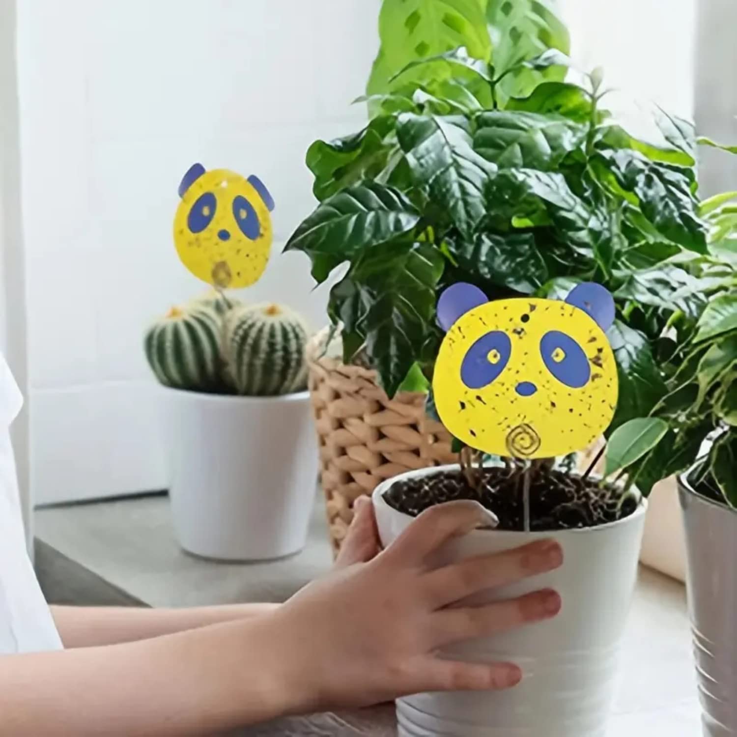 Springco Fruit Fly Traps 53 Pack Panda Gnat Sticky Traps for Indoor/Outdoor House Plants Fungus Traps Insect Catcher for Mosquitoes, Bug,Fungus Gnats,Pest Insect Catcher Killer (53pack(36panda+6+11))