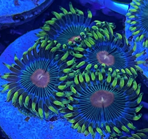 coralSLover Live Saltwater Coral Frag - Reverse Blue Eyed Blondie Zoanthids (5 Heads) Green Orange