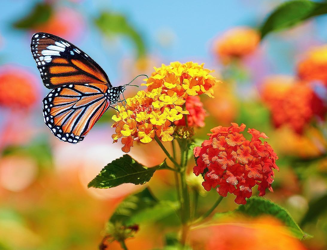 Blood Flower Milkweed Seeds - Food and Host Plant for Monarch ButterfliesâŚ