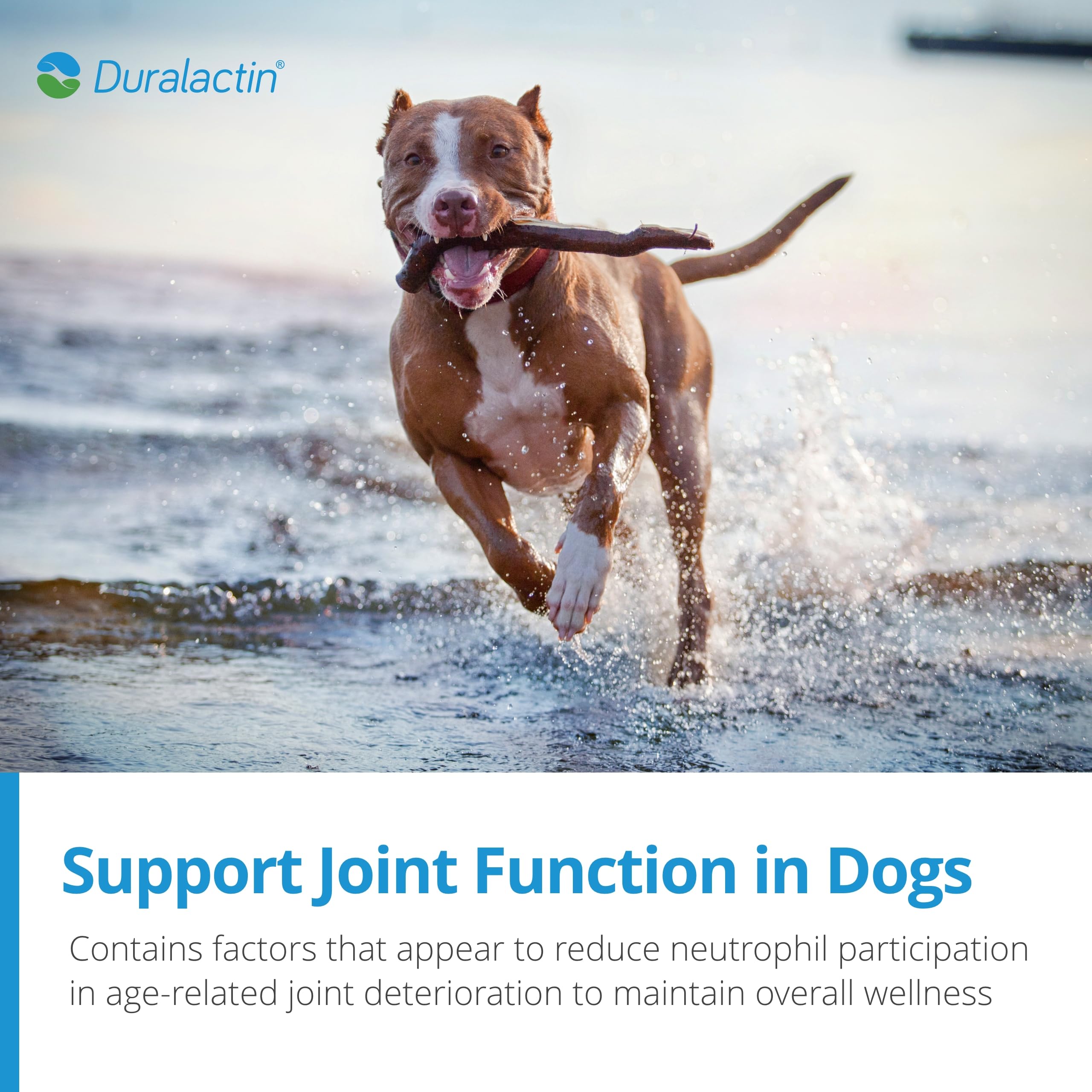 PRN Pharmacal Duralactin Canine Joint Plus - Joint Health Supplement for Dogs & Puppies to Support Healthy Cartilage Levels & Joint Function While Helping Manage Soreness - 60 Soft Chews