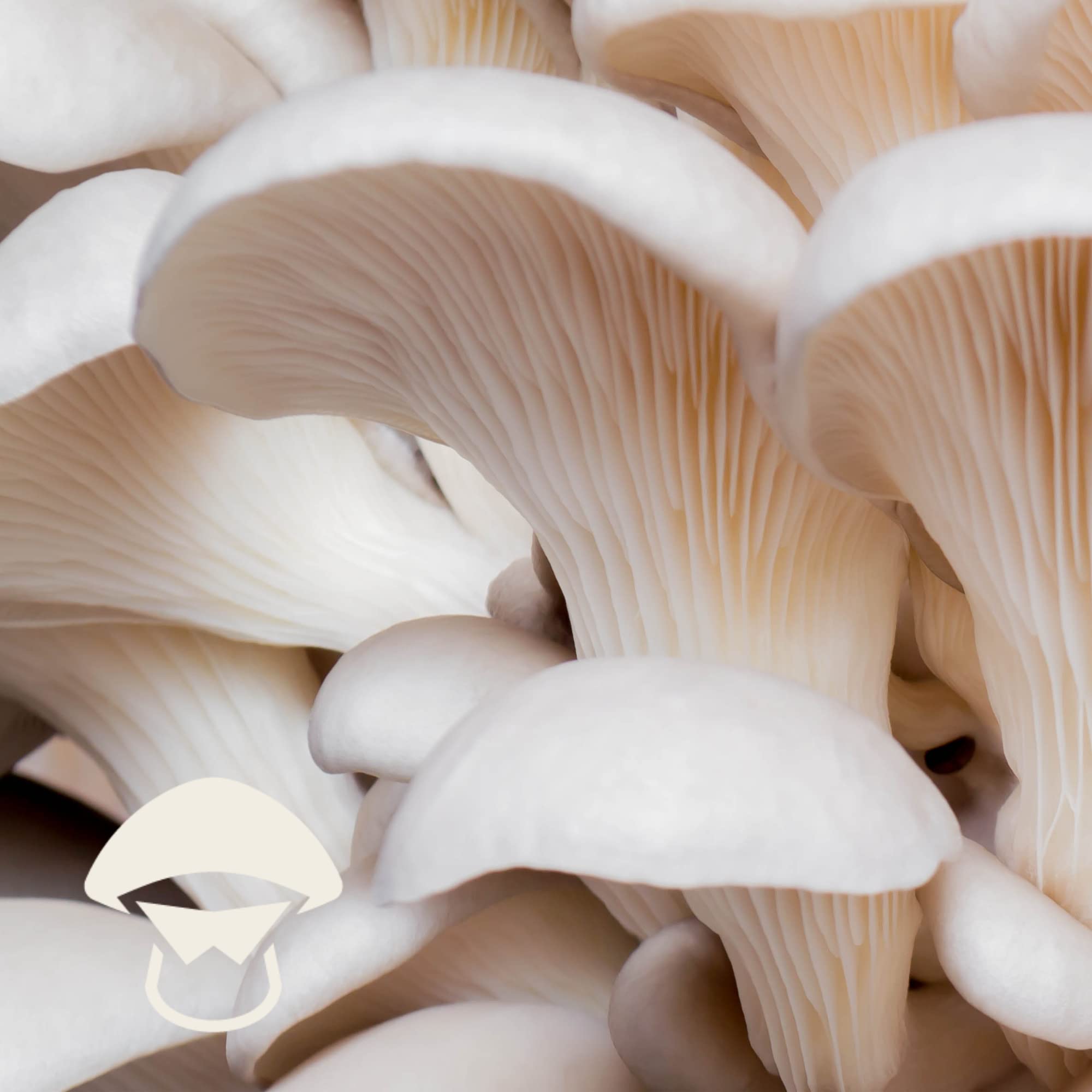 Epic Mushrooms: Lab-Grade Liquid Culture Syringe (Pearl Oyster (Pleurotus Ostreatus))