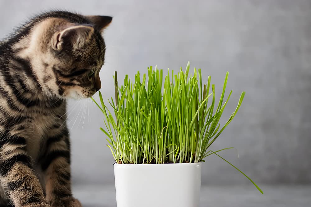 Cat Grass Seeds for Growing | 4 Way Blend, Rye, Wheat, Oats and Barley | Made in USA, Ships from Iowa. (5 Pounds)