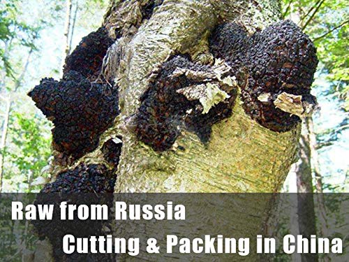 Chaga Mushroom Chunks - 8 ounce, 100% Wild Harvested with Black Top Crust, Premium Tea Chunks - Antioxidants, Healthy Drinks