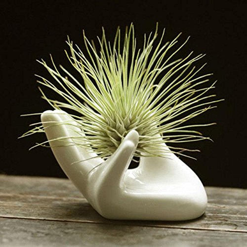 Eshylala 3 Pack Air Plants Holders Ceramic Airplant Holder Tillandsia Holder Small Container Pot Hand Shape Office Desk Base Airplant Display Container Pot Plant Decorative Home Decor