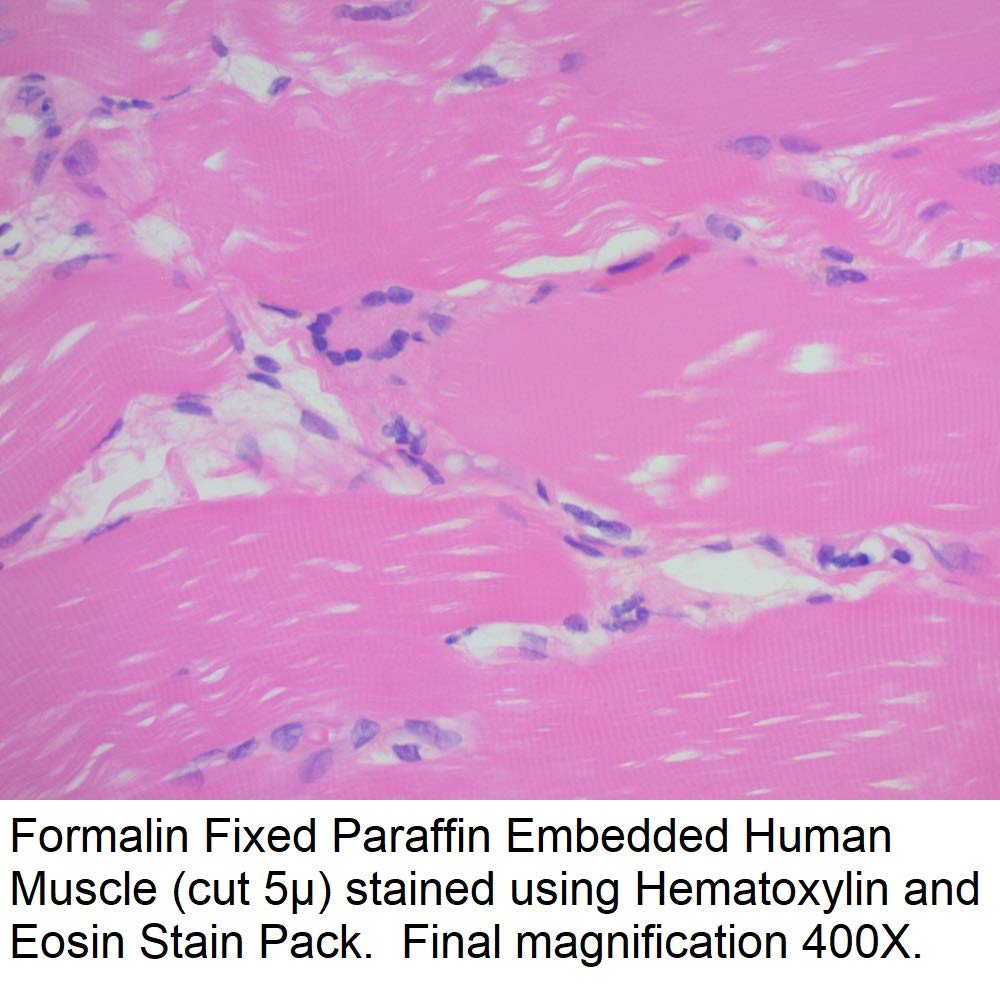 Hematoxylin and Eosin Stain Pack, 1000ml