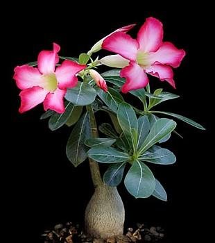 Desert Rose Plant - Adenium obesum - Natural Bonsai or House Plant - 4" Pot
