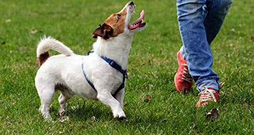 Dog Joint Supplement chewable - Dog Hip and Joint Support - Premium Formula - Dog Bites Healthy - msm for Dogs - 2 Bottle (240 Chews)