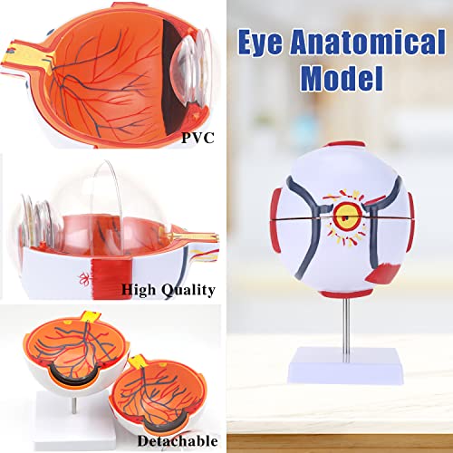 HINGONS 6X Enlarged Human Eye Anatomical Model, Anatomically Eyeball Display Model with Removable Stand for Medical Science Education & Anatomy
