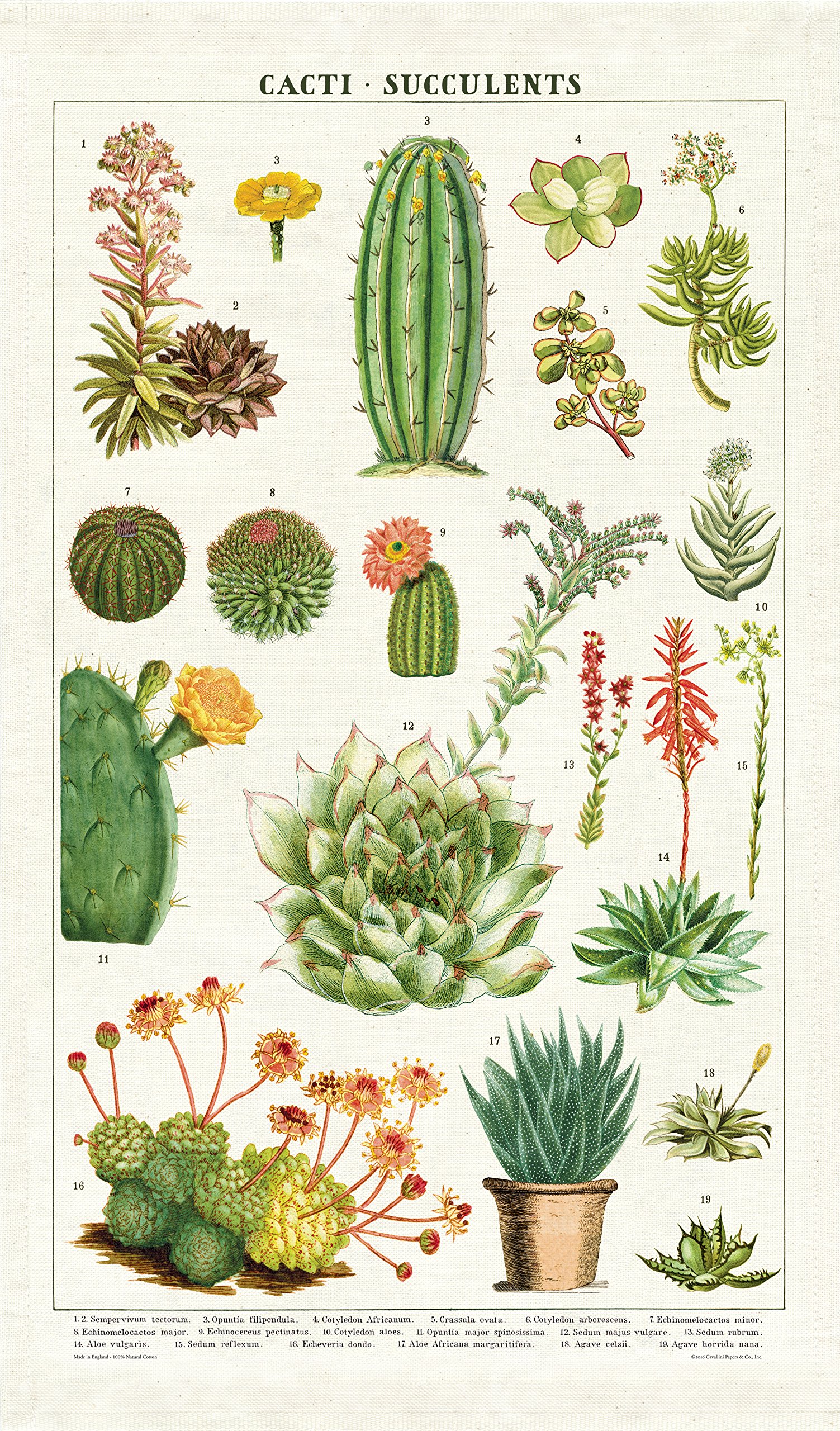 Cavallini Papers & Co Cavallini Vintage Succulents Cotton Tea Towel