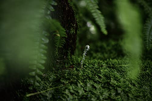 Nikon NIKKOR Z MC 105mm f/2.8 VR S