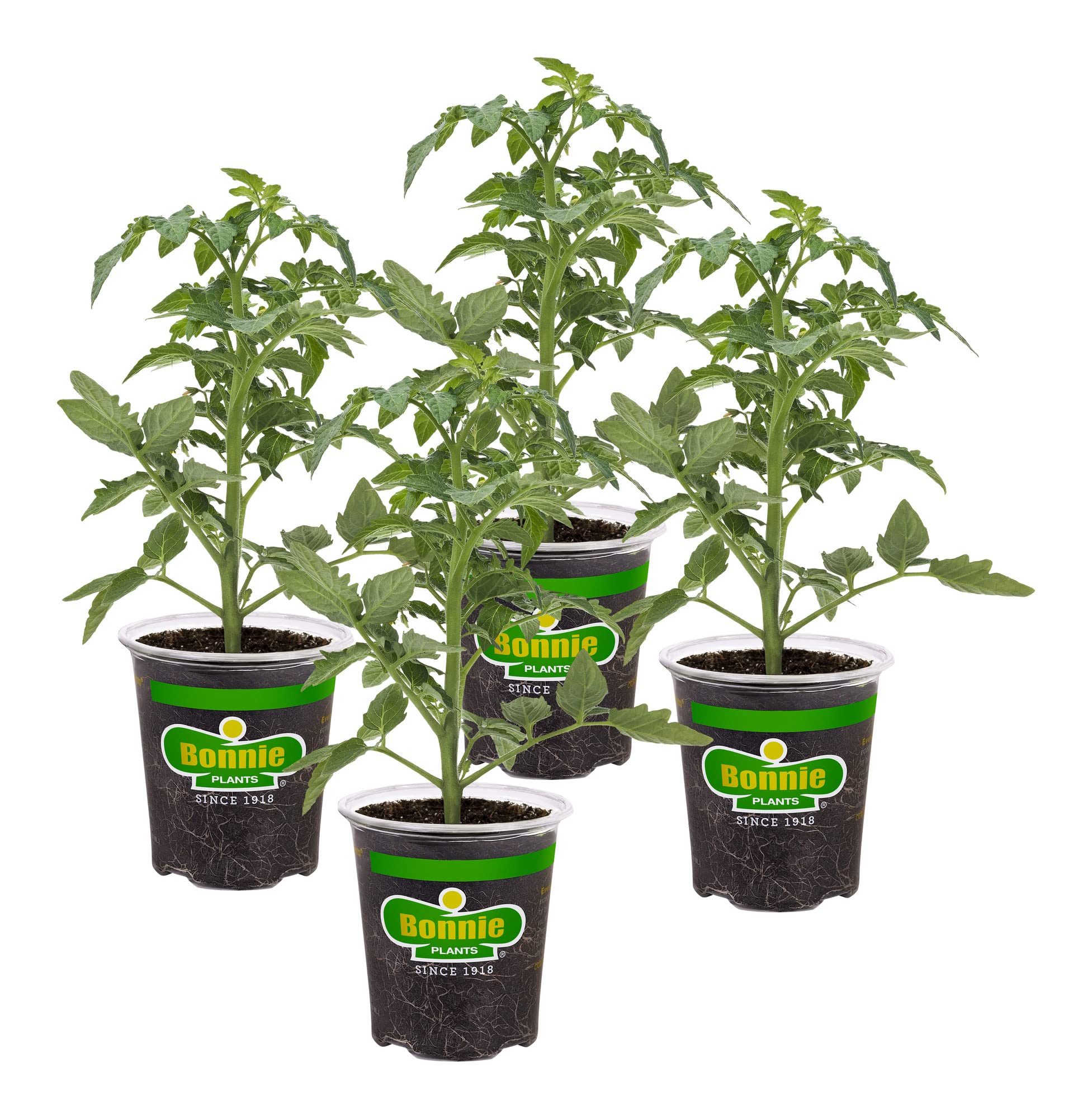 Bonnie Plants Big Boy Tomato Live Vegetable Plants - 4 Pack, 6 - 10 Ft. Plants, 16 - 32 Oz. Tomato Size