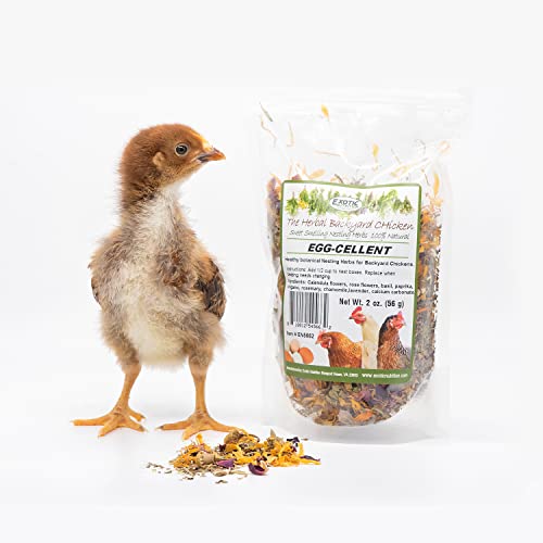 Exotic Nutrition Egg-Cellent (6oz) - Healthy All-Natural Chicken Nesting Herbs - Natural Flowers, Herbs & Calcium Carbonate - Promotes Healthy Chickens & Eggs (6 oz)