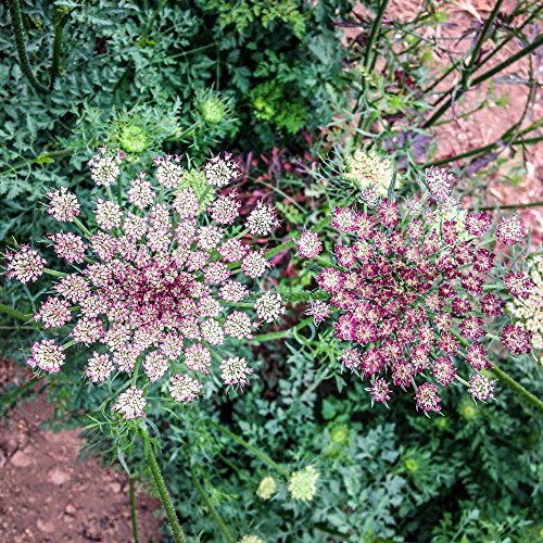 Dara Queen Anne's Lace Seeds - Pack of 200, Certified Organic, Non-GMO, Open Pollinated, Untreated Flower Seeds for Planting โ from USA