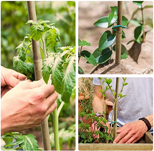 Jollybower 3/4" D Thicker Heavy Duty Bamboo Stakes,6FT Plant Stakes,Natural Garden Stakes for Tomato,Bean,Flowers,Trees Potted and Climbing Plant Support-Pack of 9 Bamboo Stick