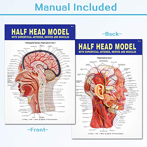 EVOTECH Human Half Head Superficial Neurovascular Model with Musculature, Life Size Anatomical Head Model Skull and Brain for Medical Teaching Learning, Kids Learning Education Display Tool