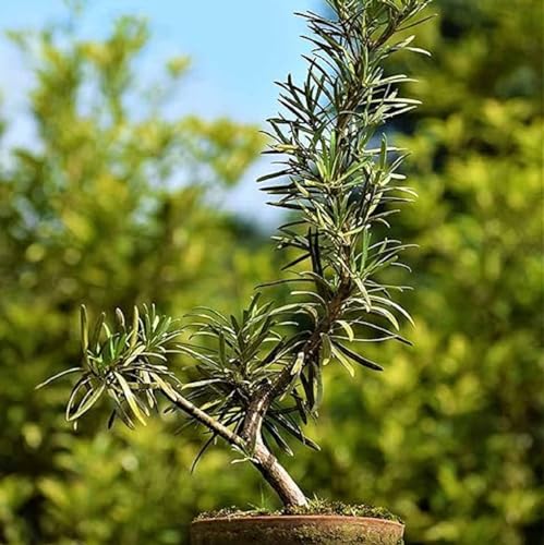 CHUXAY GARDEN Chinese Podocarpus Seeds for Planting Privacy Screen Dwarf Shrubs Evergreen Conifer Bushes Podocarpus Macrophyllus Seed 30 Seeds Hardy Tree Fast Growing Great for Bonsai