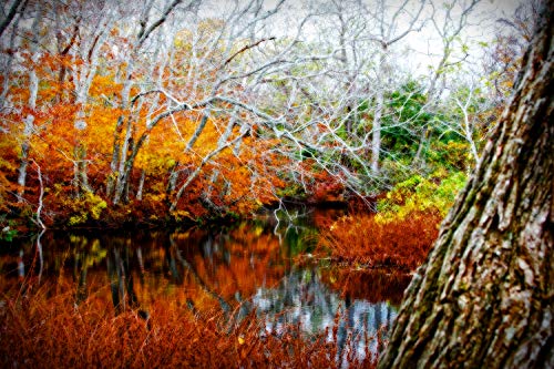 Buyartforless Fall Pond Colors III by Jobe Waters 36x24 Graphic Art Photography Canvas, Orange