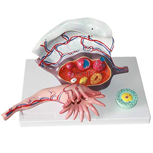 DEAVER Uterine Anatomy Model Ovarian Enlargement Model Skin and Genitourinary System Anatomical Medical Educational Training Aid,Medical Models & Educational Materials