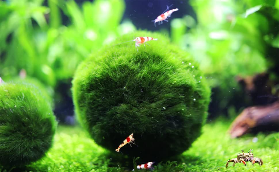 Decorative Balls for Fish Tank Water Grass Moss Live Aquarium Plant Aquatic Plant Ornament 4pcs(3.5cm/1.37in) Free Fish Tank Decoration Stone 8PCS