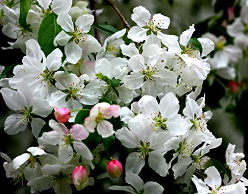 Crabapple Tree Live Plant 1.5 to 2.5 Ft Height, Crab Apple Fruits Crabapple Plant, White Flowers, No Ship to CA