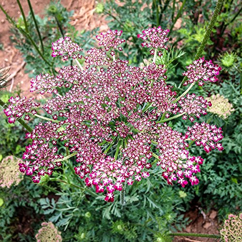 Dara Queen Anne's Lace Seeds - Pack of 200, Certified Organic, Non-GMO, Open Pollinated, Untreated Flower Seeds for Planting โ from USA