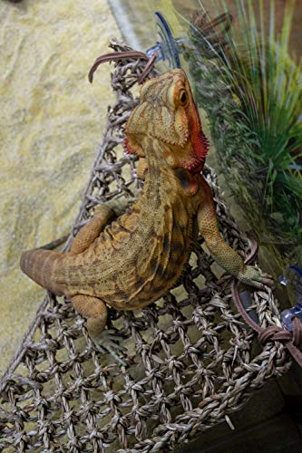 PENN-PLAX Reptology Lizard Lounger Corner Triangle – 100% Natural Seagrass Fiber – Great for Bearded Dragons, Anoles, Geckos, Iguanas, and Other Reptiles – Small