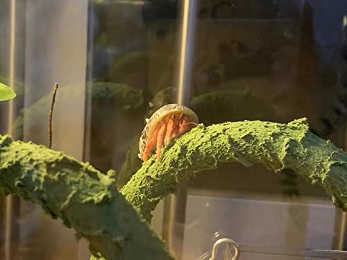 Hermit Crab Climbing Toys, Jungle Vines for Reptiles, Small Animal Terrarium Decor, Bendable, Artificial, for Hermit Crab, Frog, Reptile