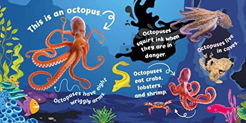 First Animal Facts: Ocean-5 Button Animal Sounds Book