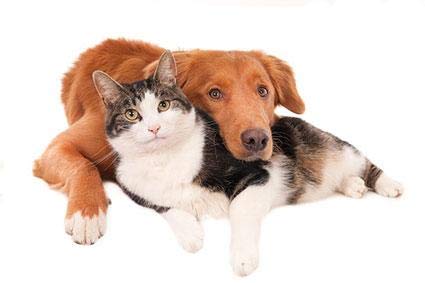 Dog Urinary Care - Pets Total Health Complex - Dogs and Cats - Best Hair Skin Eye Teeth Nail Urinary Support - Dog Vitamin e - 1 Bottle (60 Tablets)