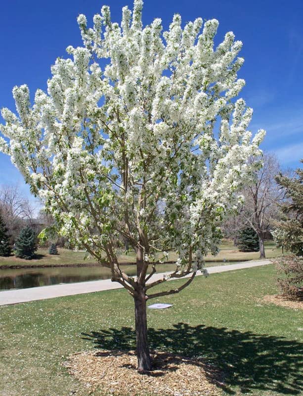 Crabapple Tree Live Plant 1.5 to 2.5 Ft Height, Crab Apple Fruits Crabapple Plant, White Flowers, No Ship to CA