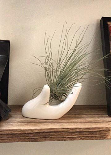 Dahey Air Plant Holder Cute Ceramic Mini Hand Shape Stand Airplants Tillandsia Small Container Pot Plant Decorative Home Decor for Desk Table Shelf,White,1 Pack