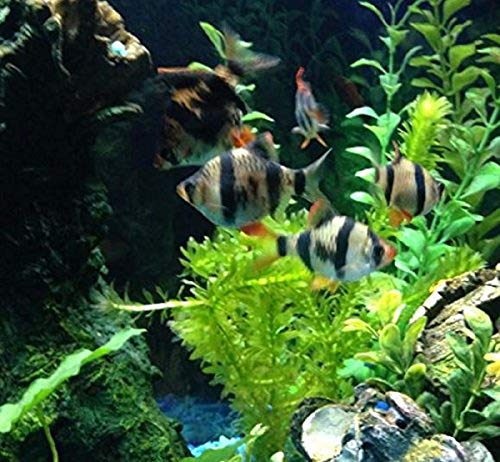 HOT! Anacharis Elodea Densa Tropical Live Aquarium Plants Aquatic Pond Bundle Stems