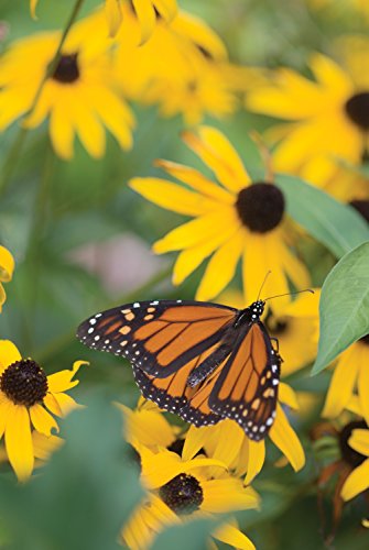 Burpee Goldsturm Rudbeckia Seeds 100 seeds