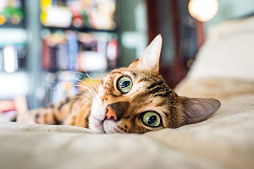 I LOVE MY PETS LLC Turmeric cat - Cats Joint Health with Turmeric - Powerful Formula - VETS Choice - Vitamin c for Cats - 1 Bottle (60 Treats)
