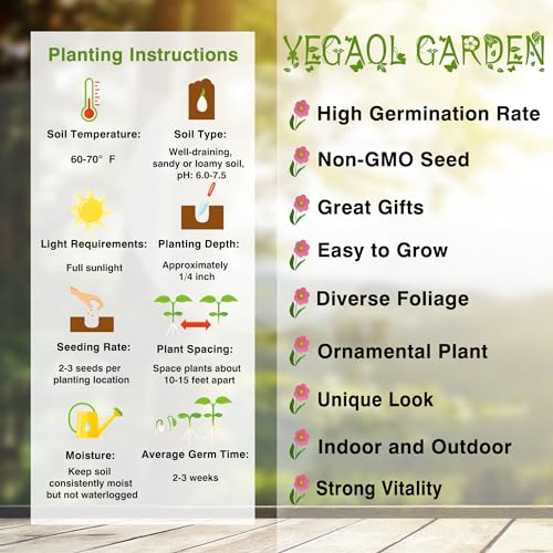 Eucalyptus Cinerea Seeds Silver Dollar Eucalyptus Distinctive Round, Silvery-Blue Leaves Fast-Growing Drought-Tolerant Adds Unique and Attractive Element to Gardens Landscapes 25Pcs by YEGAOL Garden