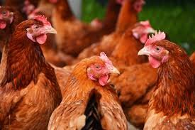 Nubiotic 4X Concentrate Oregano Oil for Chickens & Turkeys - 32 OZ
