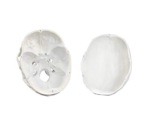 Vision Scientific VAL207-A Life-Size Human Skull – 3 Parts | Medical Grade, Features Joints, Sutures, Fissures, Joints, Foramina and Processes | Removable Skull Cap, Full Dentition | W Manual