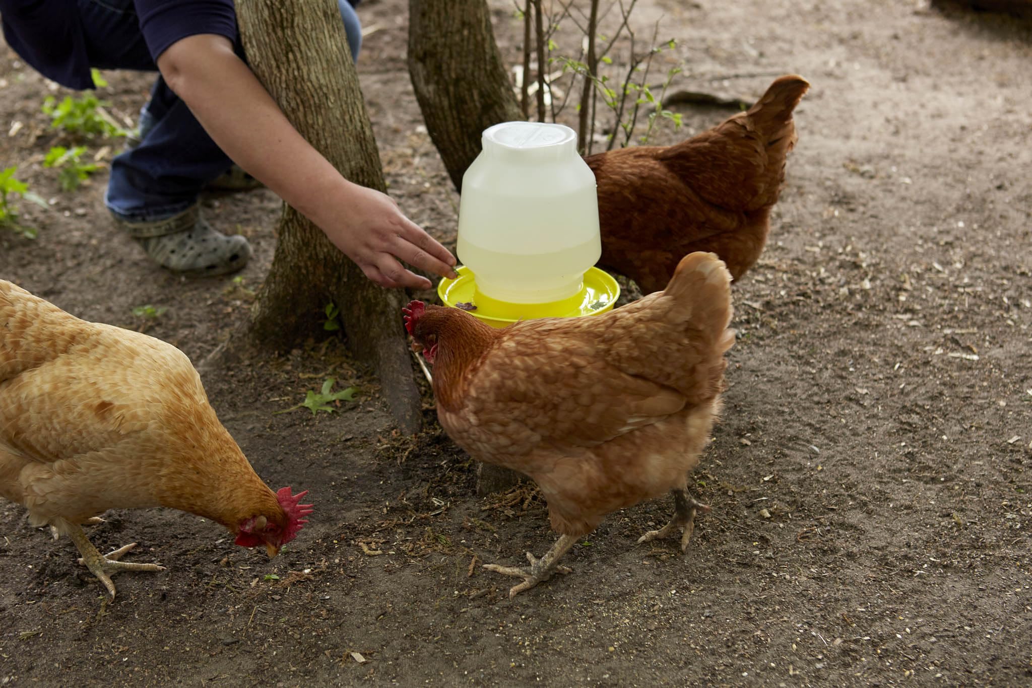 Little Giant® Complete Plastic Poultry Fount | 1 Gallon | Heavy Duty Plastic Gravity Fed Water Container Jar | Waterer for Chickens, Turkeys, Ducks & More | Made in USA | Yellow