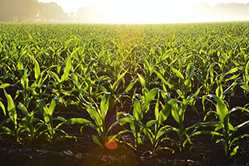 Cracked Corn for Wildlife Feeding (1, 50 Pounds)