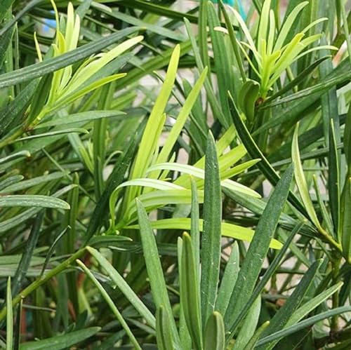 CHUXAY GARDEN Chinese Podocarpus Seeds for Planting Privacy Screen Dwarf Shrubs Evergreen Conifer Bushes Podocarpus Macrophyllus Seed 30 Seeds Hardy Tree Fast Growing Great for Bonsai
