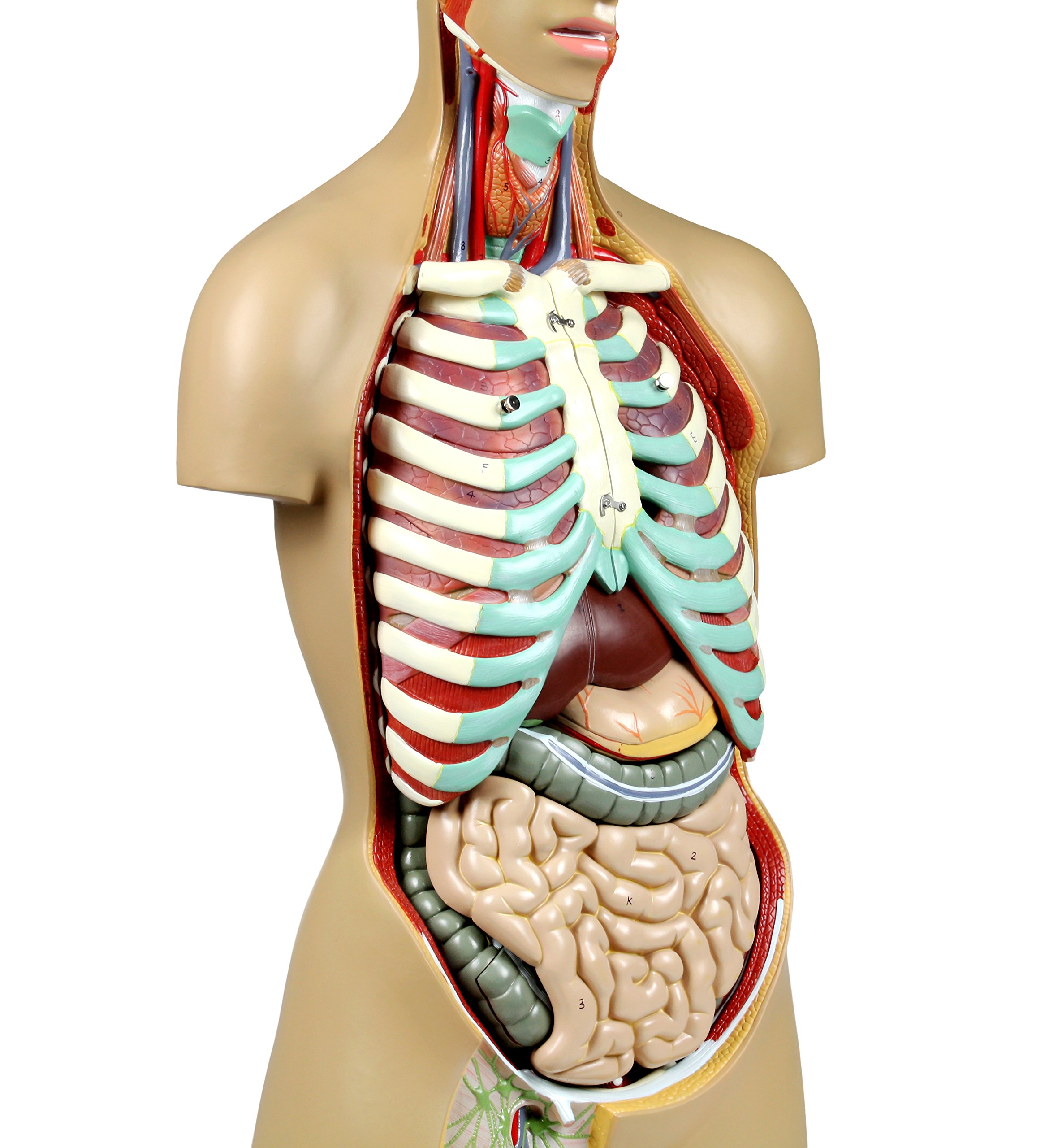 Vision Scientific VAT107-DC 17 Parts Sexless Human Torso | Open Back Exposes Muscular Layers, Vertebral Volume, Nerve Branches |Neck Dissected Shows Muscular, Neural, Vascular and Glandular Structure