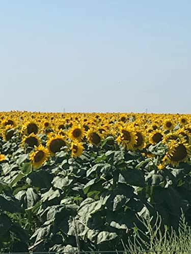 KNWBLE GRWN from Field to Feeder Wild Bird Black Oil Sunflower Seed Bird Food - 25 lbs