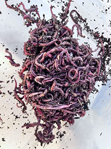 Nature's Dream Ranch 150 Count Live Red Wiggler Earthworms Vermicomposting Garden Red Wrigglers - Farm Composting, EW001-150A 0
