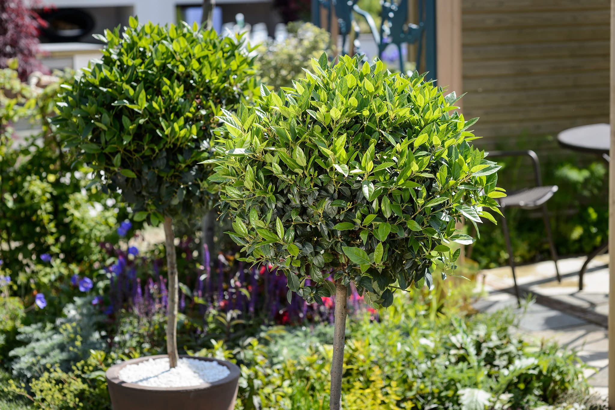 Bay Leaf Tree, Bay Larel, Sweet Bay Live Plant, Laurus Nobilis 5 to 7 Inches
