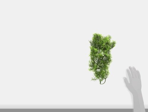 Zoo Med Laboratories SZMBU28 Natural Bushy Cashuarina, Medium