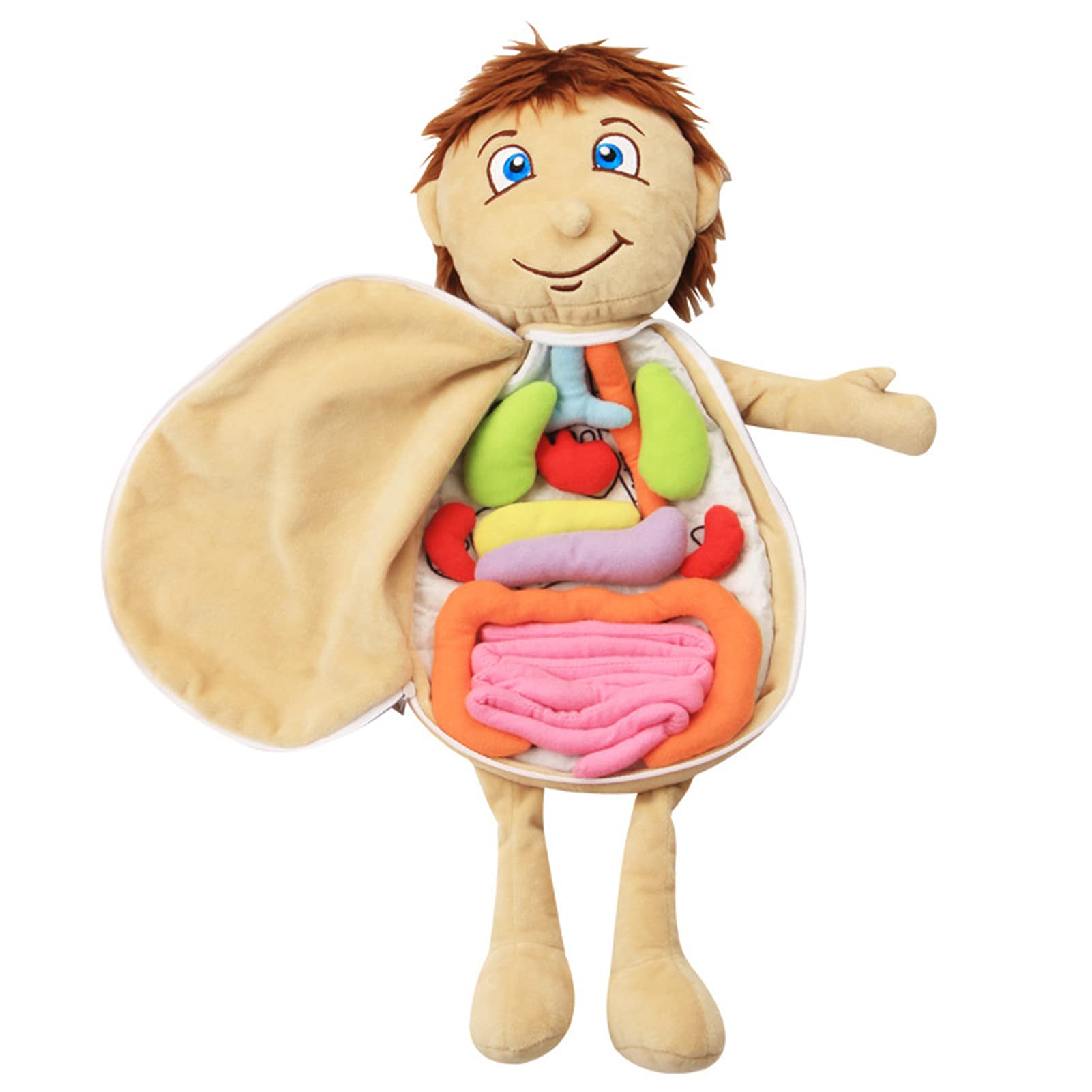 Organ Toy for Kids, Human Body Anatomy Awareness Teaching Tools, Preschool Educational Organ Plush Toys, Science Learning Kits for Home School Teaching Aids (Organ Toys)