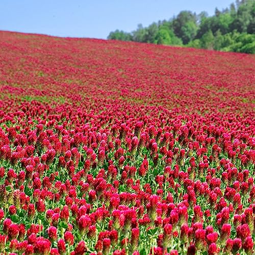 Crimson Clover Seeds - 1 lb ~46,400 Seeds - Legume Clover Seeds for Cover Crops, Wildlife Forage, Pasture, Hay, Pollinator Attractant, Green Manure, & More - Clover Seeds for Planting