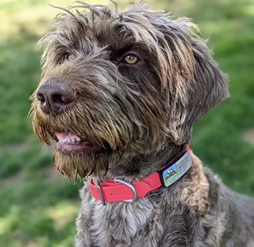 LYP Soundless Slide-On Collar Dog ID Tag - Designer Deep Engraved Silicone β Engraving Will Last - Pet ID Tags, Dog Tags, Cat Tags (Paw - Hot Pink, Medium)