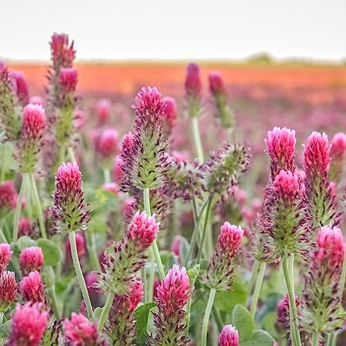 Crimson Clover Seeds - 1 lb ~46,400 Seeds - Legume Clover Seeds for Cover Crops, Wildlife Forage, Pasture, Hay, Pollinator Attractant, Green Manure, & More - Clover Seeds for Planting