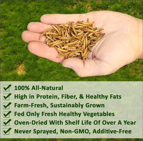 Dried Mealworms - 100% Natural, Non-GMO, High Protein, Bulk Insect Treat for Chicken, Laying Hen, Chick, Wild Bird, Bluebird, Duck, Goose, Turkey, Chickadee, Titmice, Wren, Reptile, Fish (10 lb.)